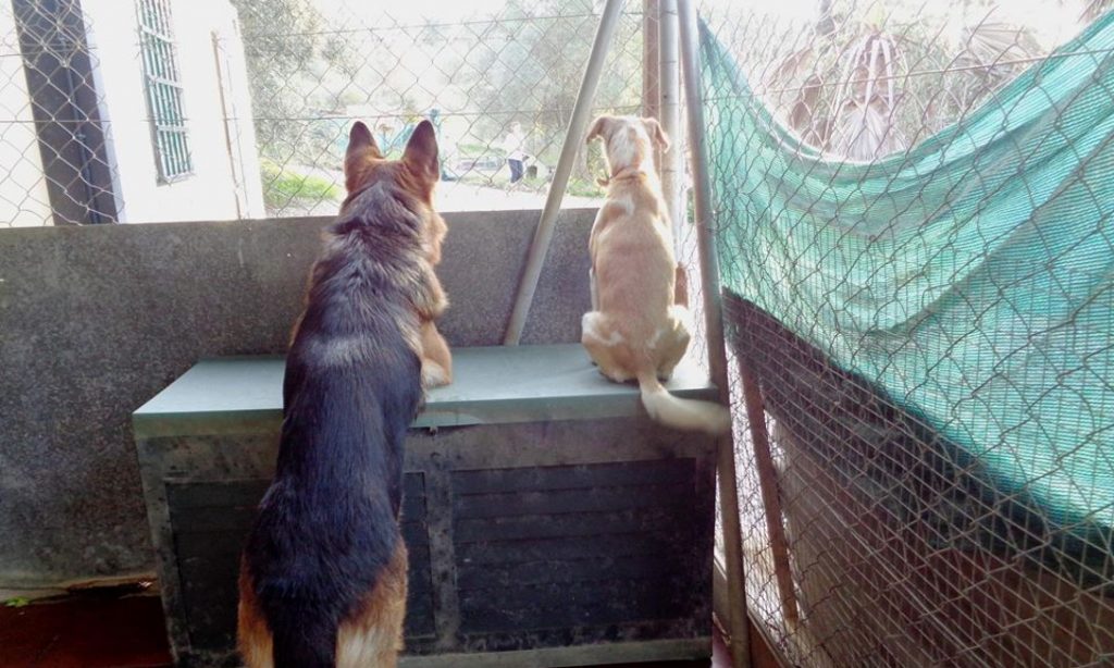 Home • SOS Animals