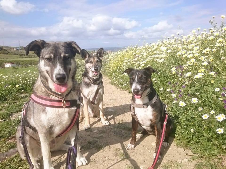 Home • SOS Animals