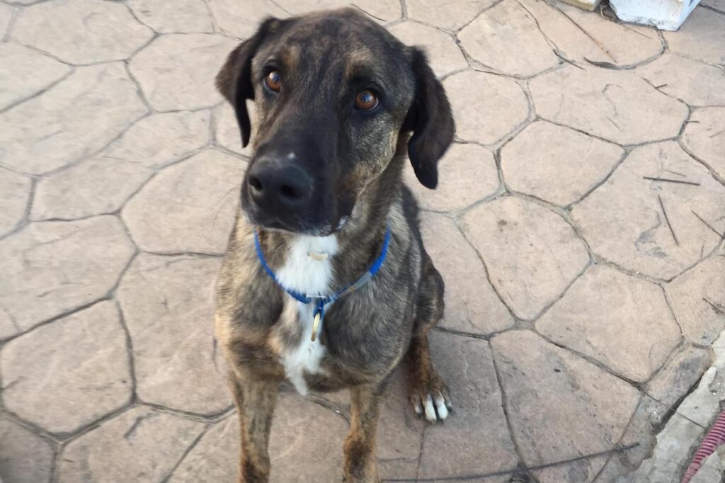 Adopted Dogs • SOS Animals