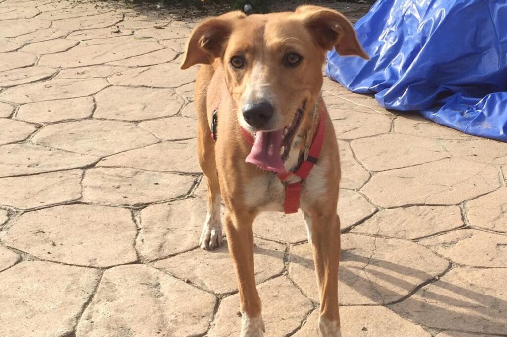 Tori • SOS Animals